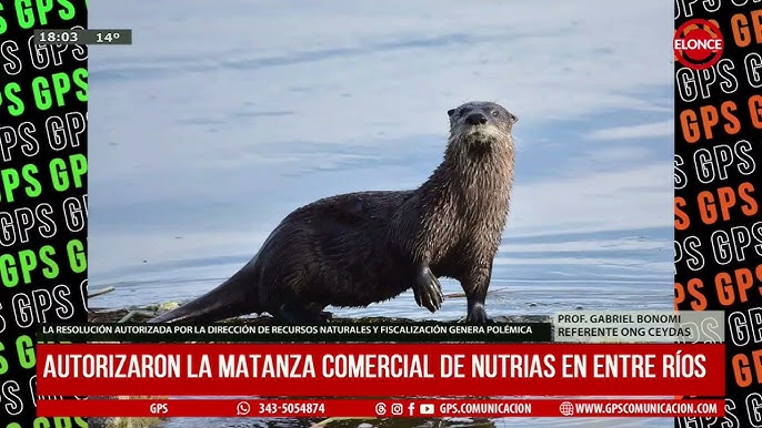 “Negocio con pieles: Frigerio autoriza matanza masiva de nutrias sin ...